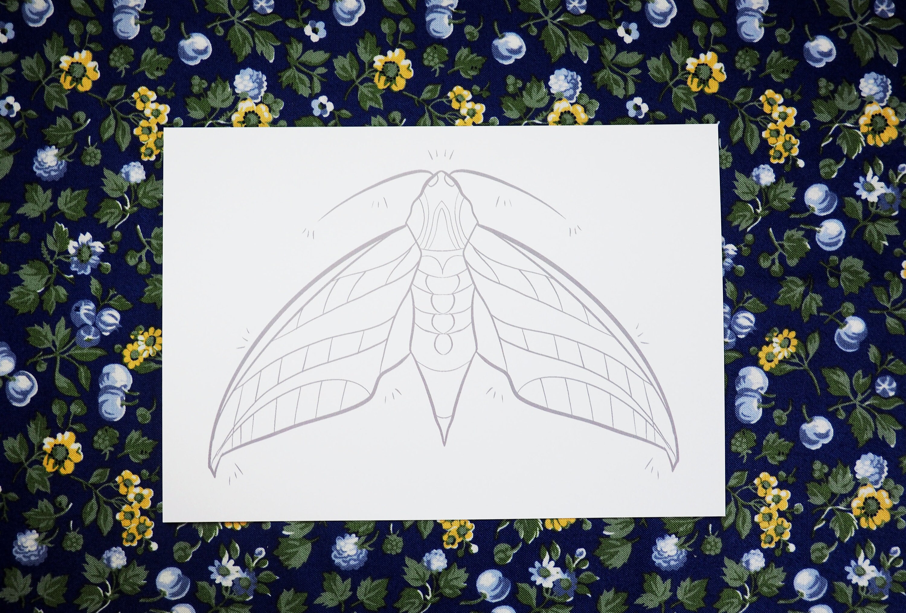 Colouring Print Elephant Hawk-Moth A5 Colouring in Print | Etsy