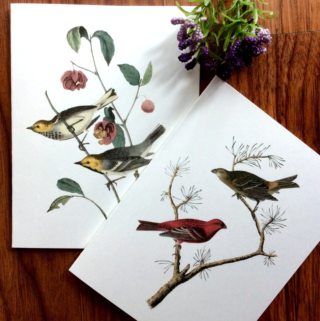 Vintage Bird Art Stationery Note Cards 8 Note Cards on Heavy White ...