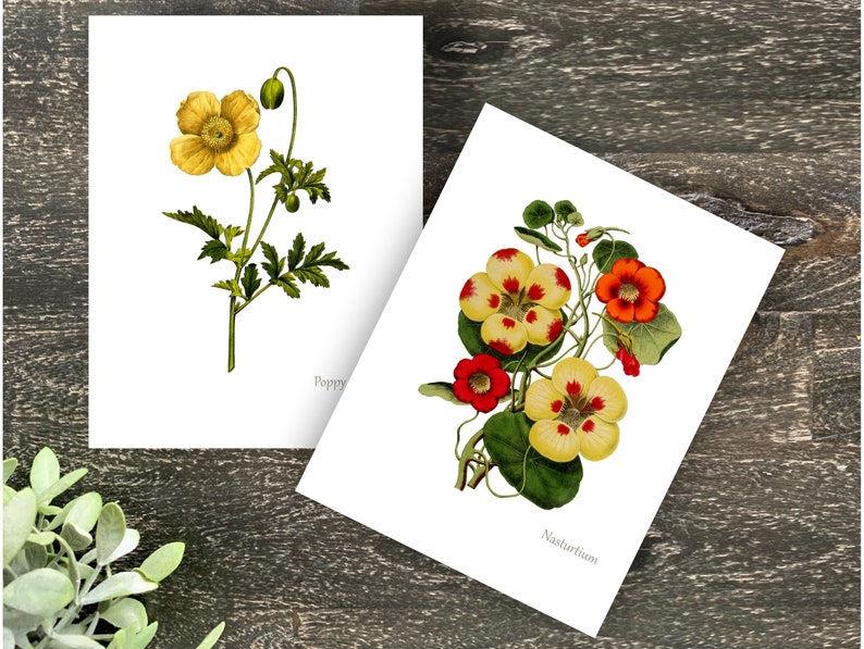 Vintage Flower Stationery 12 Note Cards & Envelopes Watercolor - Etsy