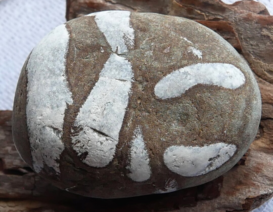 Fossil Stone Beach Rock Fossil Specimen Cladopora Tabulate Coral Beach ...