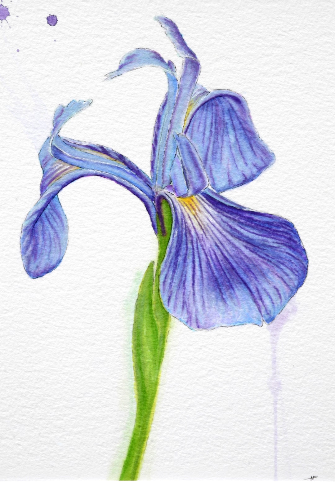 Purple Iris 8" X 10" Original Watercolor Illustration - Etsy