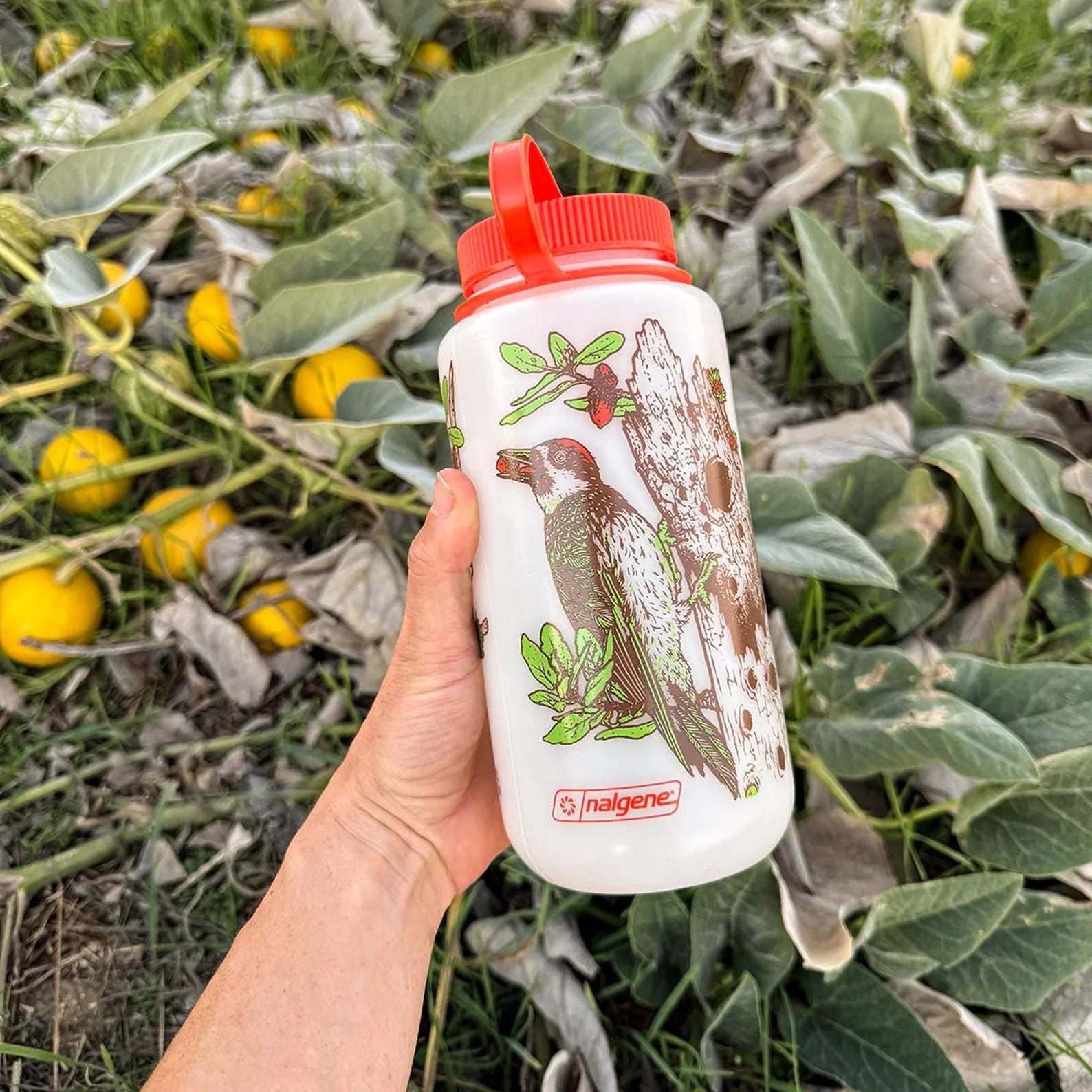 Nalgene 32oz: Chaparral for Pasadena Audubon (acorn Woodpecker and ...