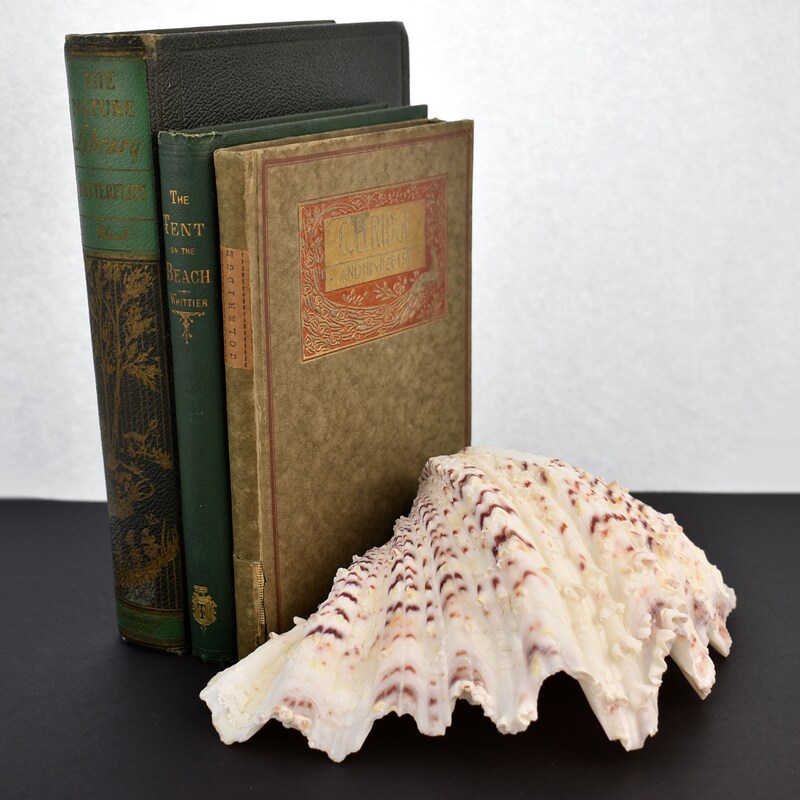 Clam Shell Bowl - Etsy