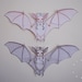 Print, Colour & Assemble Your Own Paper Doll bat - Etsy