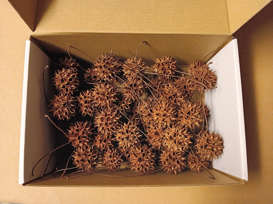 25 Sweet Gum Balls - Sweet Gum Seed Pods for Crafting, Wedding Decor ...