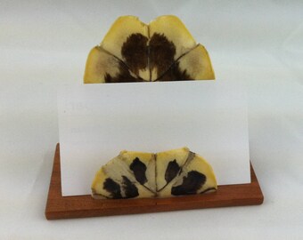 Turtle Shell Display - Etsy