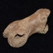 Excellent Fossilized Turtle Toe Bone Pleistocene 10,000 - 24 Million ...