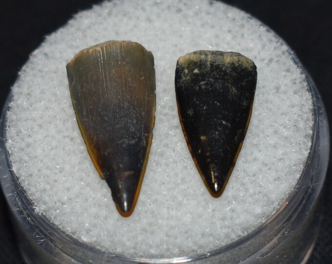 Great Pair of Fossilized Barracuda Teeth in a Gem Jar - Pleistocene ...