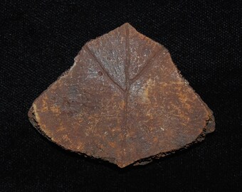 Fossil turtle shell | Etsy