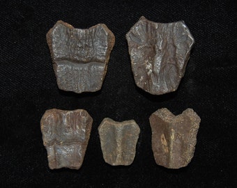 Fossil turtle shell | Etsy