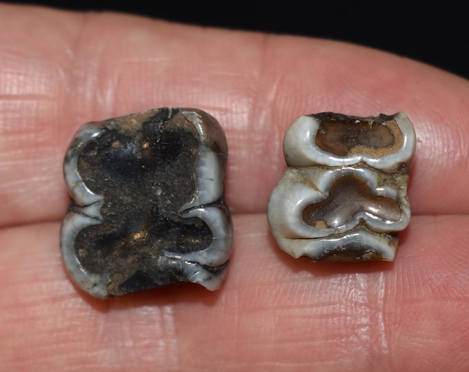 Pair of Beautiful Glossy Fossilized Pleistocene Manatee Teeth - 10,000 ...