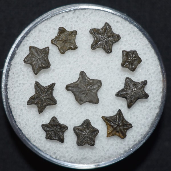 Crinoid Stars - Etsy