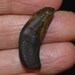 Unique Small Camelid Canine Tooth Pleistocene 10,000 1.8 Million Years ...