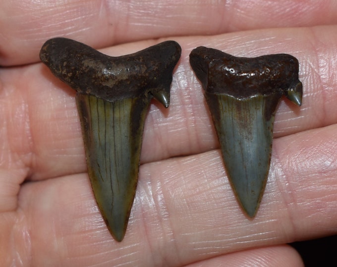Great Pair of Glossy Extinct Mackerel Shark Teeth Each With One Side ...