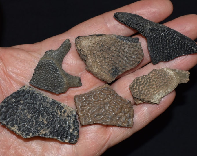 Great Highly Detailed Set of Six Fossilized Soft-shelled Turtle Shell ...