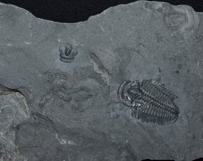 Cool Elrathia Kingi Trilobite With One Partial Trilobite and a Large ...