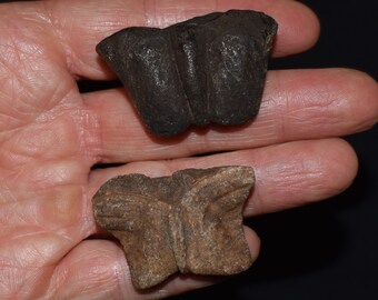 Turtle Shell Pieces - Etsy