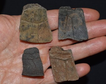 Great Highly Detailed Set of Six Fossilized Soft-shelled Turtle Shell ...