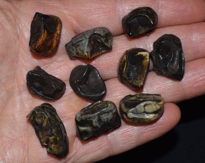 Ten Fossilized Tapir Partial Teeth Pleistocene 10000 1.8 - Etsy