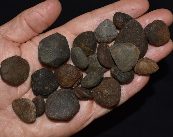 Great Group of Twenty Extinct Giant Tortoise Small Osteoderms and Spurs ...