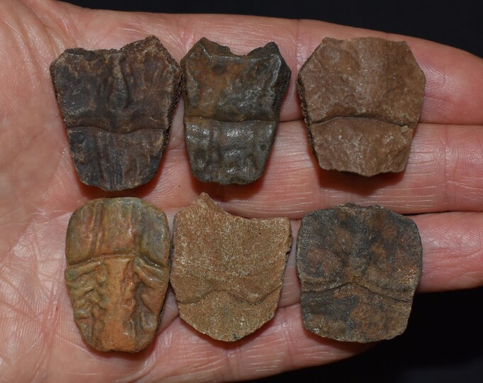 Set Of Six Fossilized Turtle Shell Elements Top Shell Pieces Miocene To