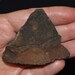Set of Six Fossilized Turtle Shell Elements top Shell Pieces Miocene to ...