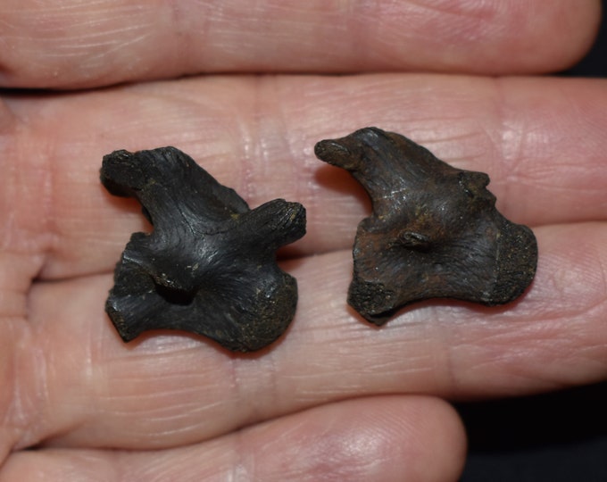 Great Pair Of Fossilized Turtle Vertebrae Pleistocene 10 000 1 8