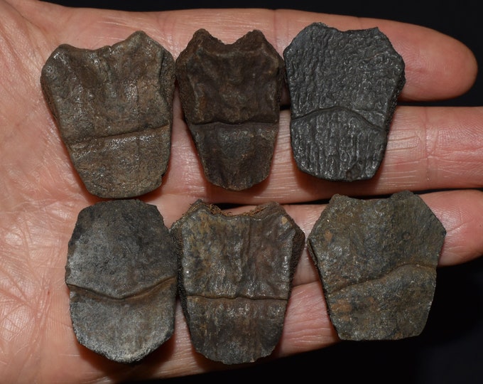 Set of Six Fossilized Turtle Shell Elements top Shell Pieces Miocene to ...