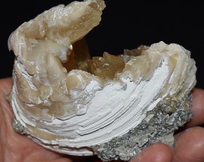 Beautiful Fossilized Clam With Honey Calcite Crystals - Etsy