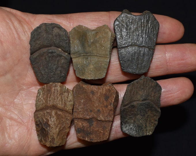 Set of Six Fossilized Turtle Shell Elements top Shell Pieces Miocene to ...