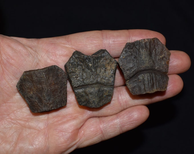 Set Of Three Fossilized Turtle Shell Elements Top Shell Pieces Miocene