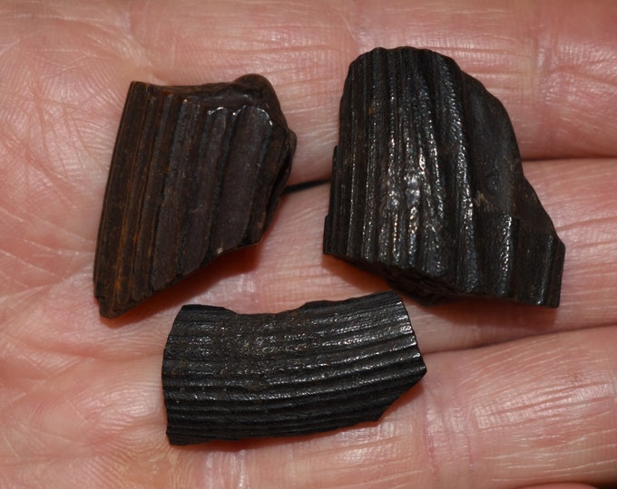 Fossilized Extinct Giant Beaver Incisor Tooth Sections Group of Three ...