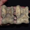 Great Old Bison Jaw With Five Intact Teeth - Etsy