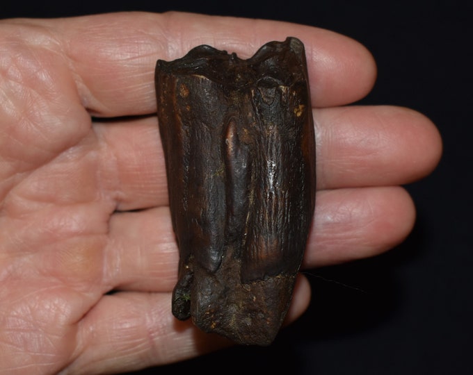 Great Old Bison Jaw With Five Intact Teeth - Etsy