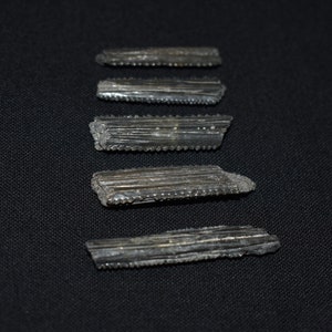 Five Beautiful Fossilized Ray Tail Spine Sections Miocene 5 Million 24 ...