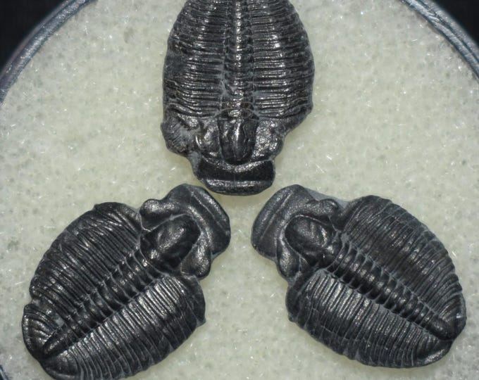 Beautiful Set of Three Small Trilobites Elrathia Kingi - Etsy