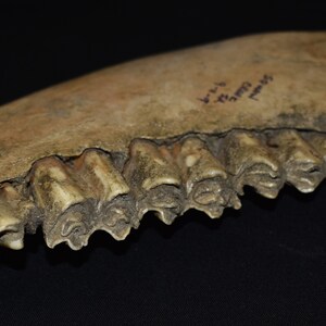 Great Old Bison Jaw With All Teeth Intact - Etsy