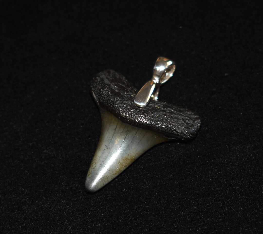 Beautiful Fossilized Extinct Giant Mako Shark Tooth 1 1/16" on Sterling ...
