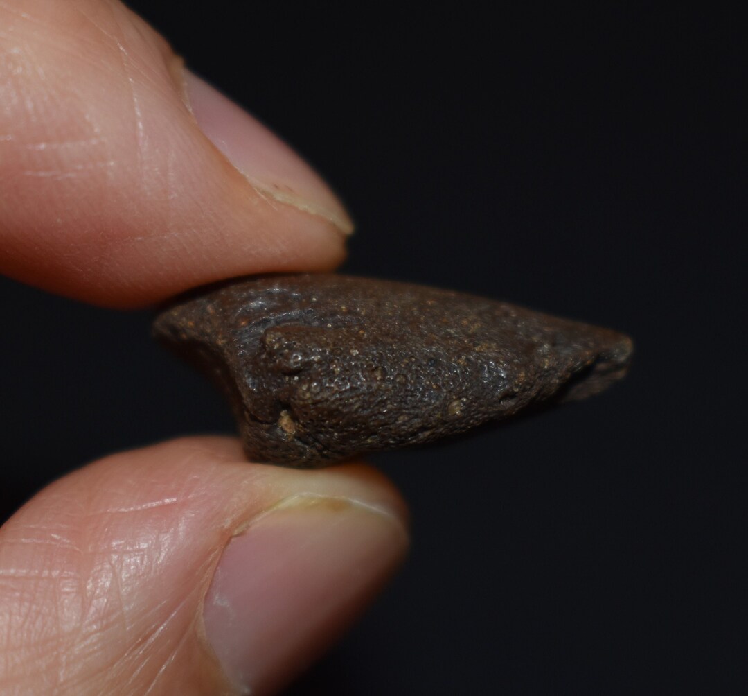 Excellent Small Tortoise Claw Core/ Toe Pleistocene 10,000 1.8 Million ...