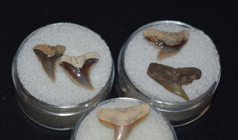 Six Beautiful Small Fossilized Shark Teeth in Gem Jars Tiger - Etsy