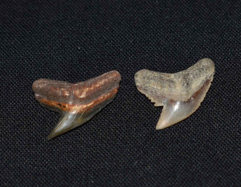 Great Pair of Fossil Tiger Shark Teeth 5-24 Million Years - Etsy