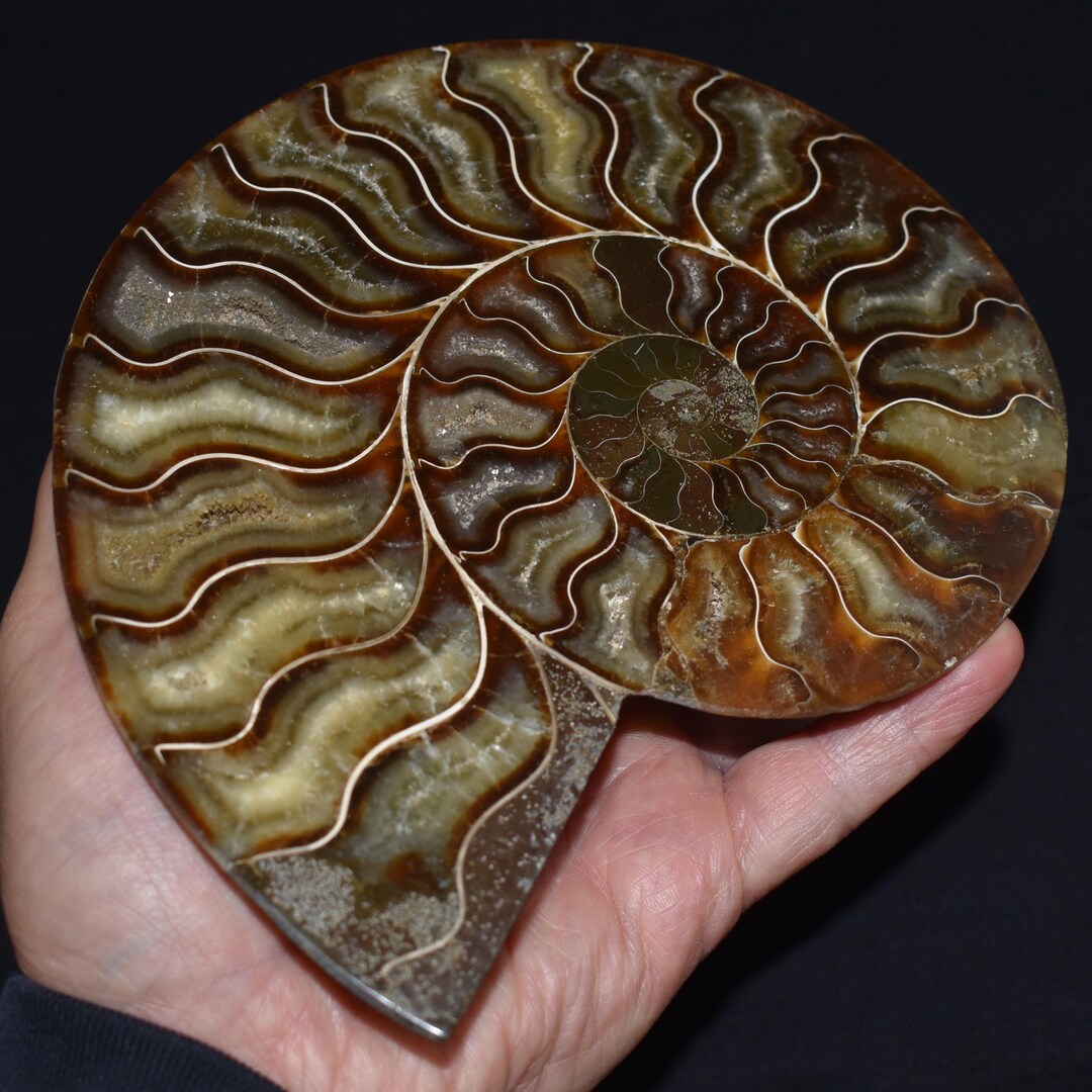 Stunning 6 13/16" Polished Ammonite Half With Some Crystal Lined ...