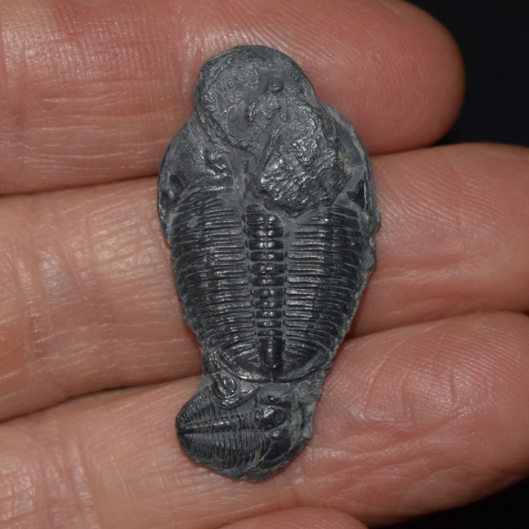 Unique Trilobite Pair W/ Entwined Peronopsis Trilobite- Elrathia Kingi ...