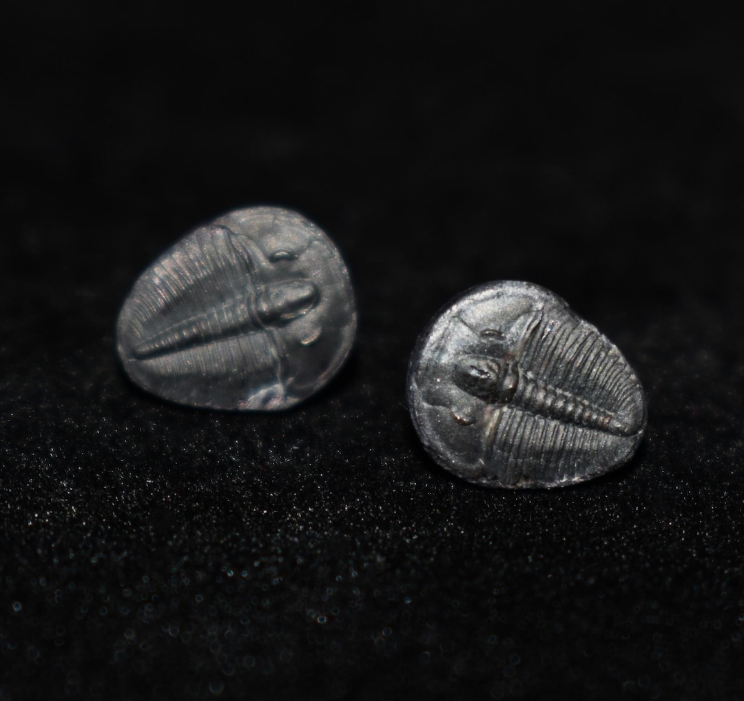 Beautiful Mini Trilobite Earrings With Sterling Silver Posts - Etsy