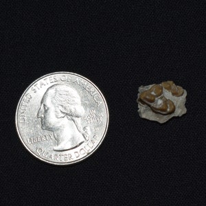 Exceptional and Rare Small Canid Teeth Hesperocyon Gregarius Oligocene ...