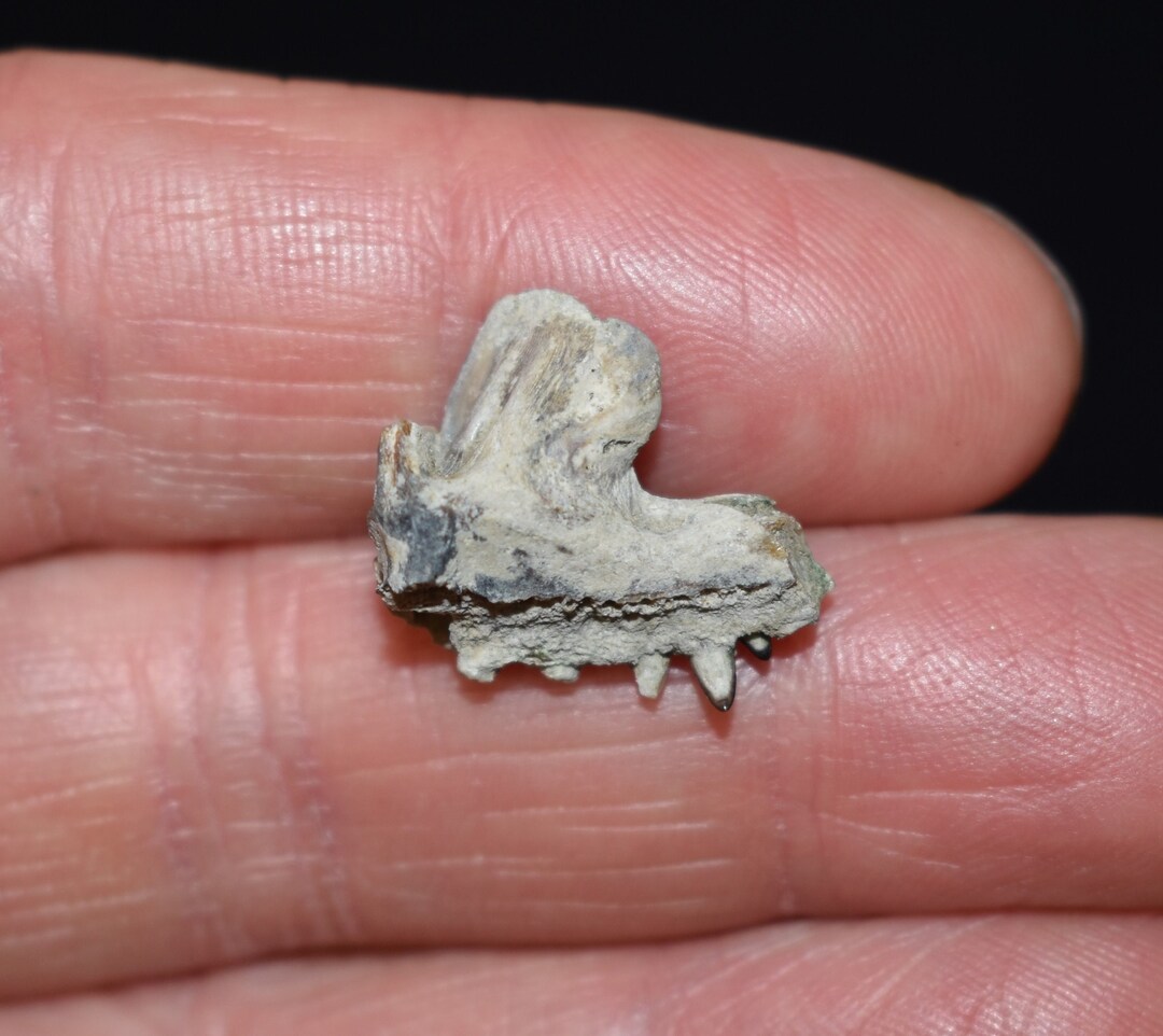 Great Fossilized Fish Jaw Section - Pleistocene 10,000 - 1.8 Million ...