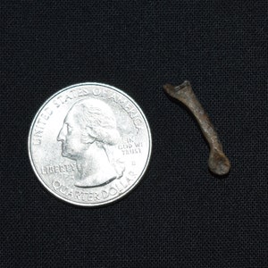 Exceptional Super Mini Fossil Toe Bone likely Bird Pleistocene 10,000 1 ...