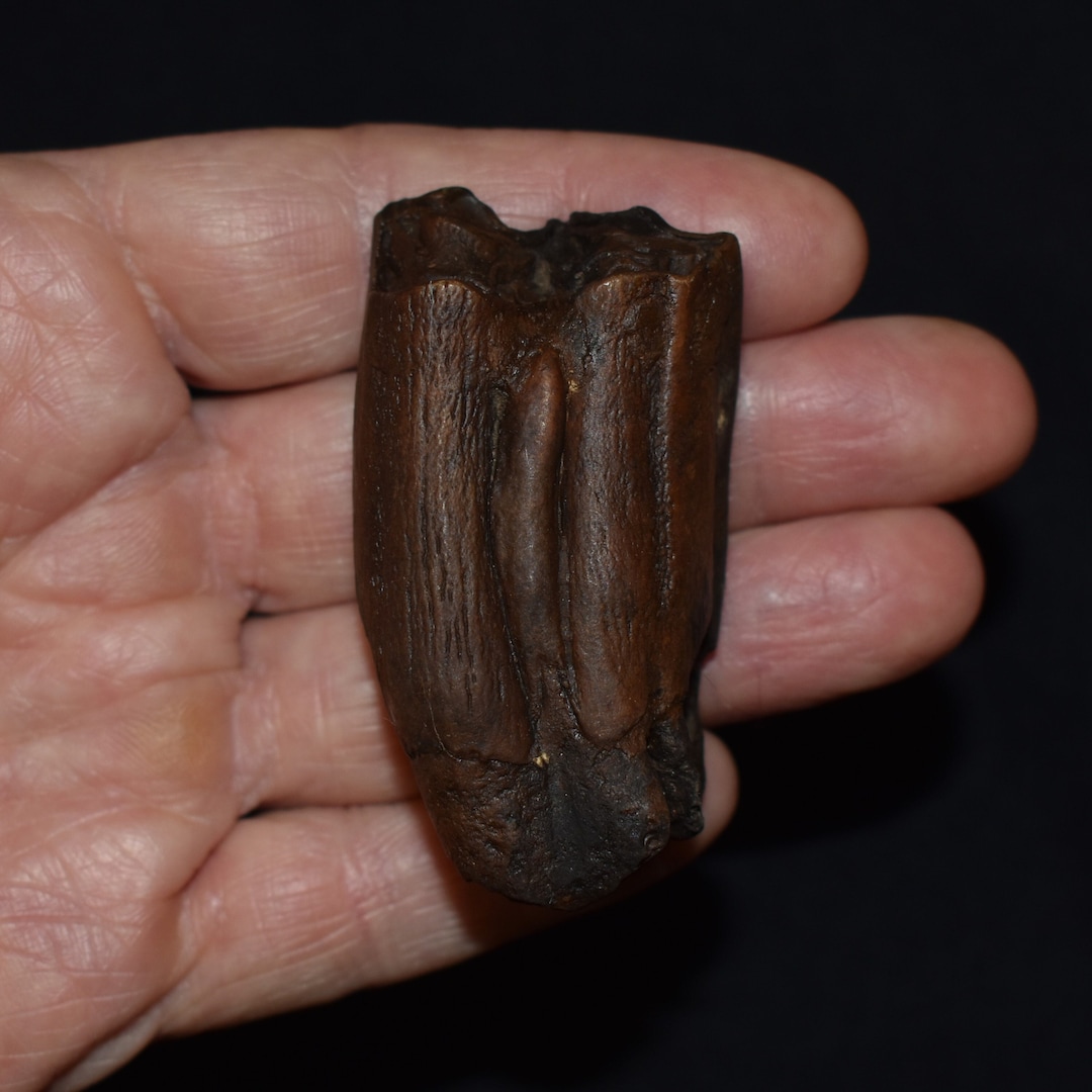 Exceptional Large Fossilized Ancient Bison Tooth With Intact Roots - Etsy