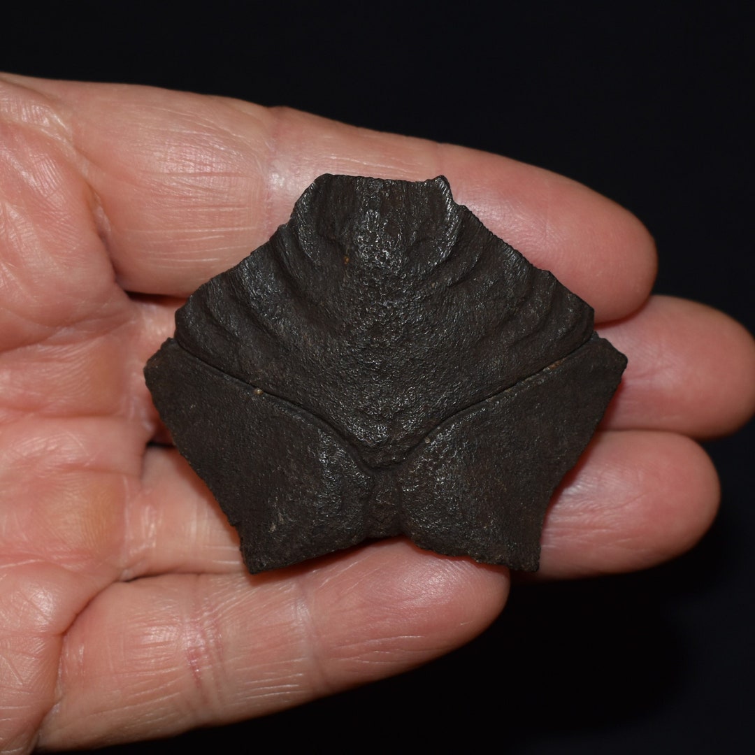 Exceptional Detailed Fossilized Tortoise Nuchal Scute Pleistocene ...