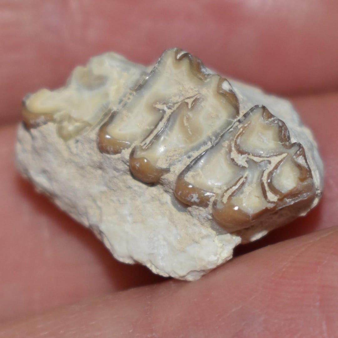 Excellent Early Deer Maxilla Piece With Teeth Intact - Leptomeryx ...